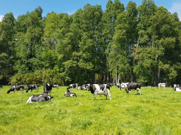 Colun – Coop. Agr. y Lechera de La Unión Ltda. - Certified Humane ...