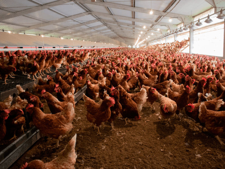 Granja Faria S.A. - Certified Humane Latino | Bienestar animal