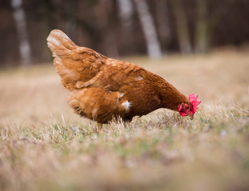 Huevos de gallinas felices: la producción obtiene 100% de crecimiento ...