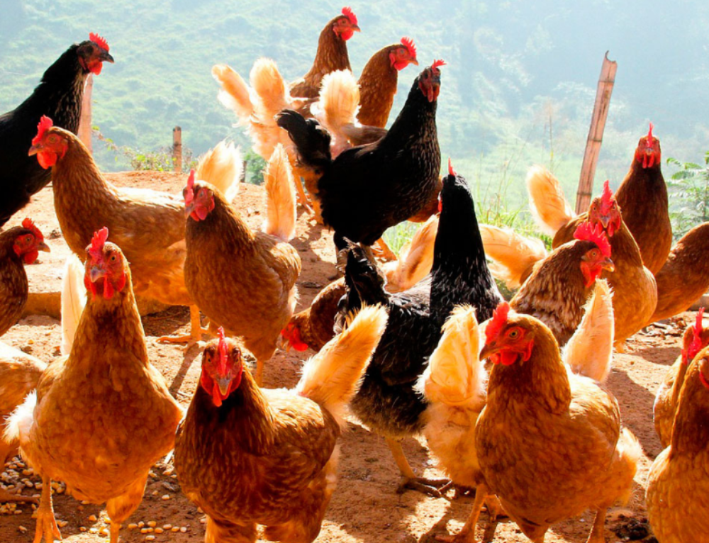 Huevos de gallinas felices: la producción obtiene 100% de crecimiento ...