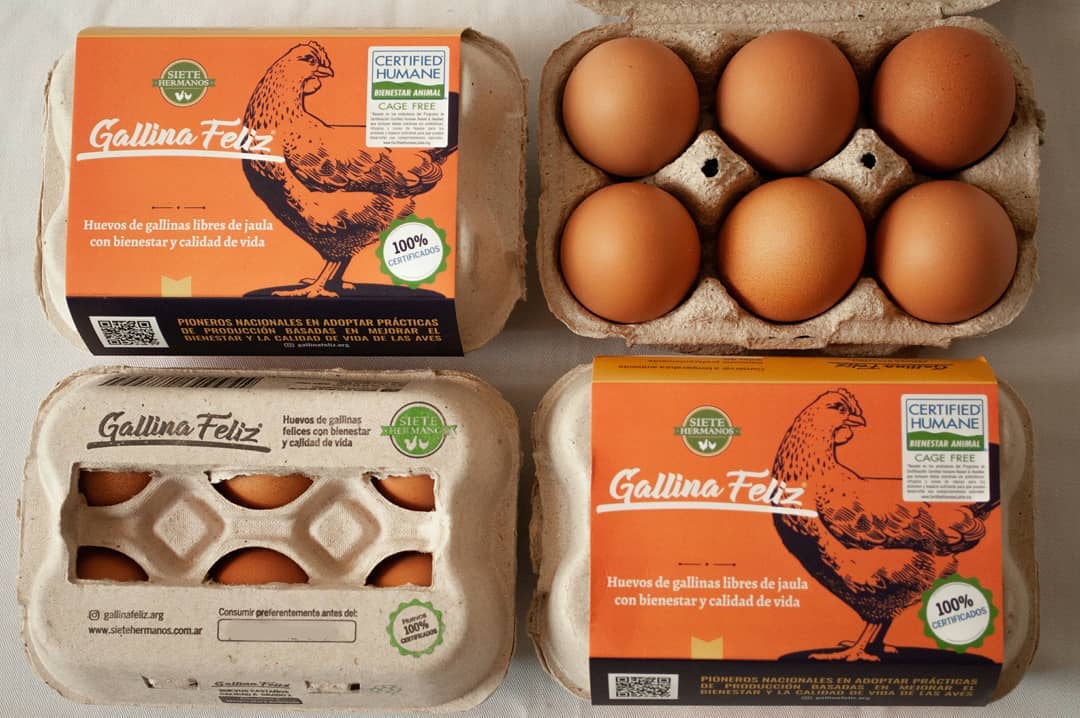 gallina-feliz - Certified Humane Latino | Bienestar animal