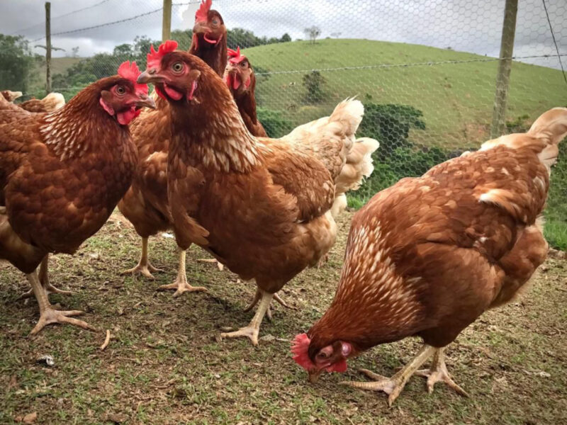 Colun – Coop. Agr. y Lechera de La Unión Ltda. - Certified Humane ...